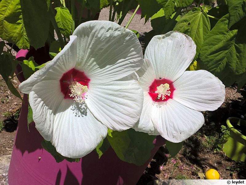 Hibiscus des marais, Ketmie des marais, Hibiscus moscheutos : planter ...