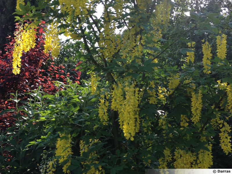 Cytise commun, Laburnum vulgare, Aubour, Faux ébénier, Bois de Lièvre ...