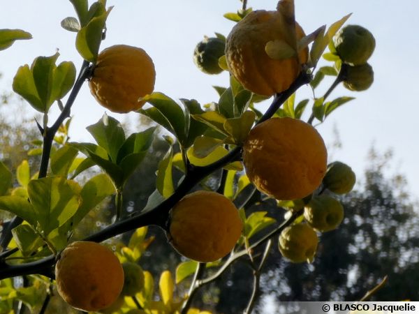 Citronnier épineux : planter, cultiver, récolter