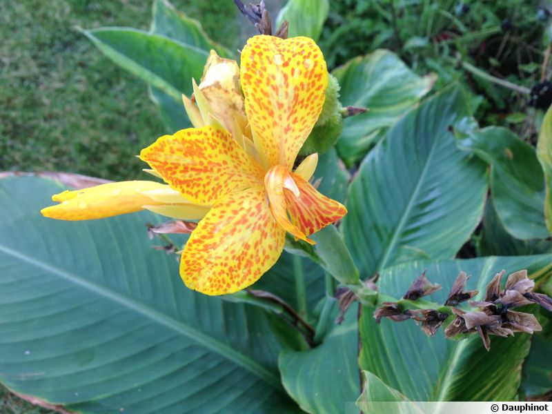 Balisier, Canna : planter, cultiver, multiplier