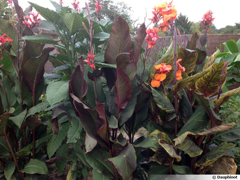 Balisier, Canna : planter, cultiver, multiplier