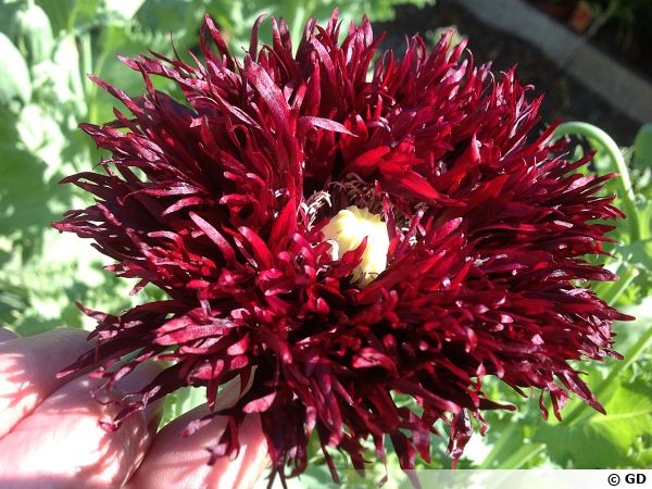 Pavot, Papaver : planter, cultiver, multiplier