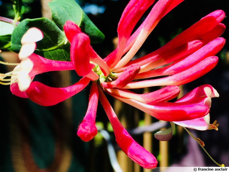 Chevrefeuille grimpant, Lonicera : planter, cultiver, multiplier