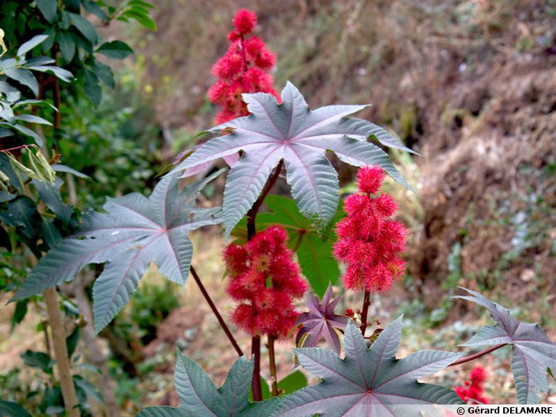 Ricin commun, Ricinus communis : planter, cultiver, multiplier