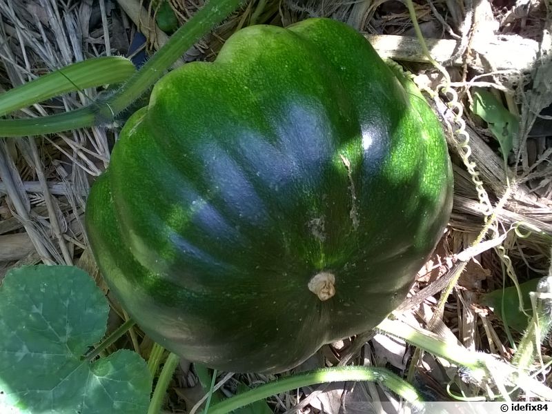 Potiron, Potimarron : planter, cultiver, récolter