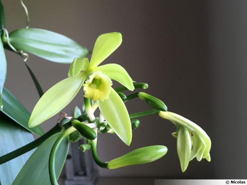 Vanillier, Vanille : planter, cultiver, multiplier