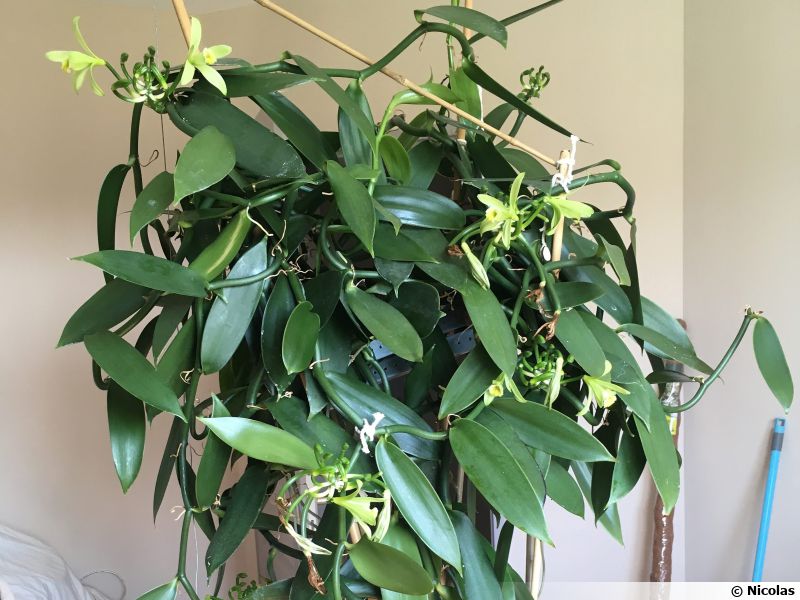 Vanillier, Vanille : planter, cultiver, multiplier