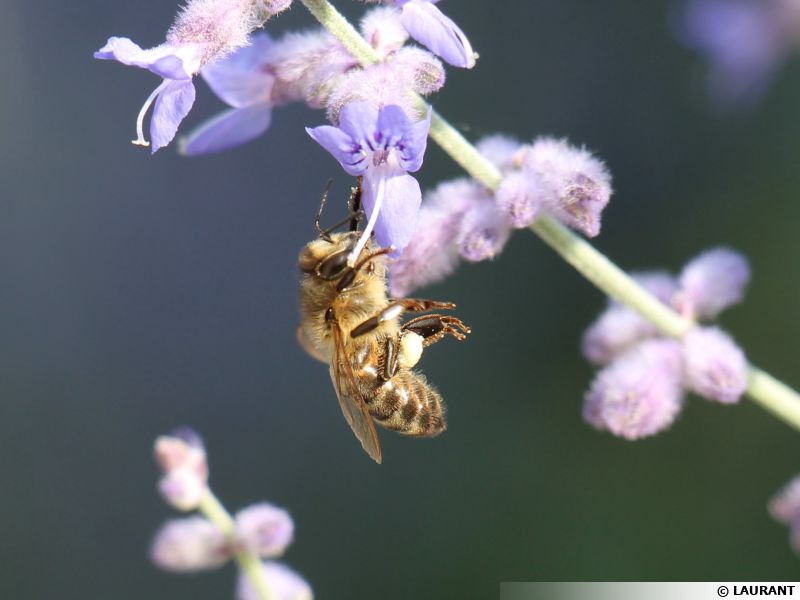 Perovskia, Sauge russe, Lavande d'Afghanistan : planter, cultiver ...