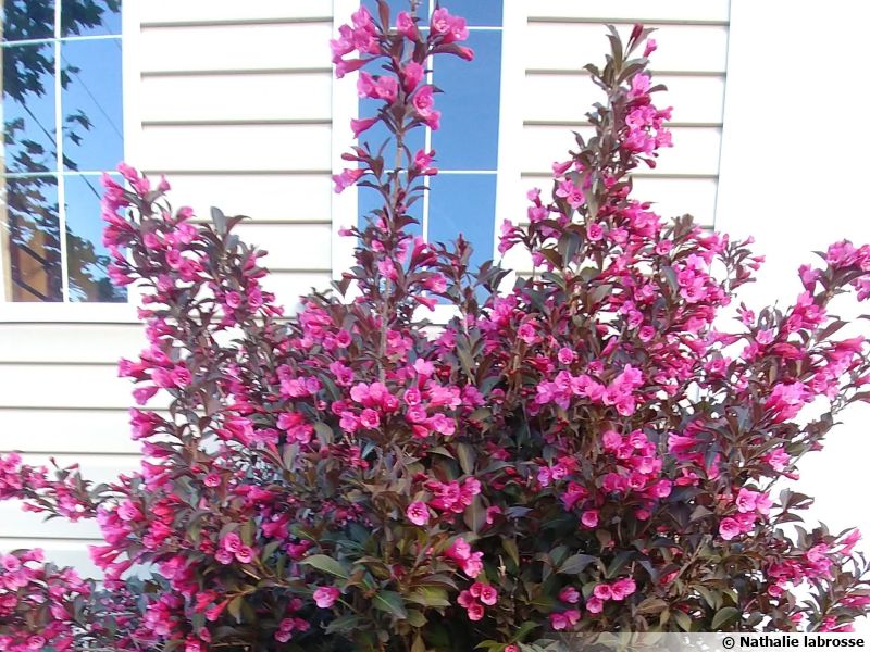 Weigélia, Weigélie, Weigela : planter, cultiver, multiplier