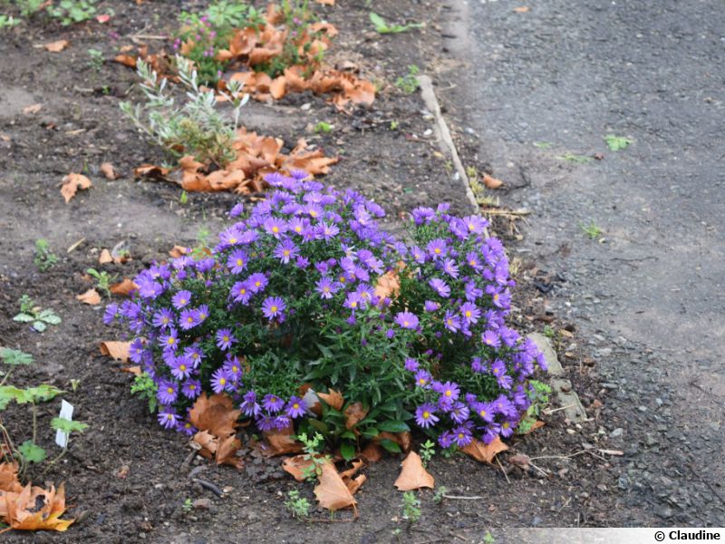 Aster buissonnant, Aster nain, Aster touffu, Symphyotricum dumosum ...