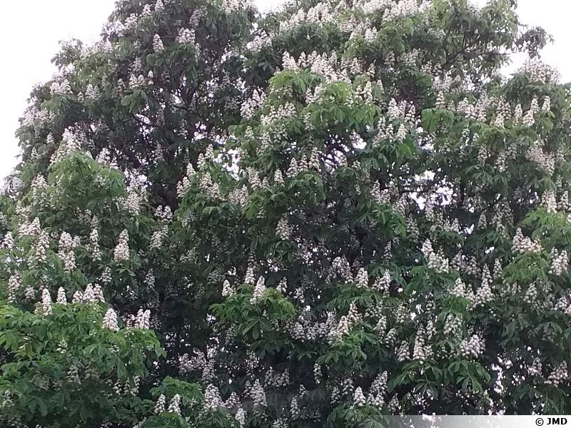 Marronnier d'Inde, Marronnier commun, Aesculus hippocastanum : planter ...