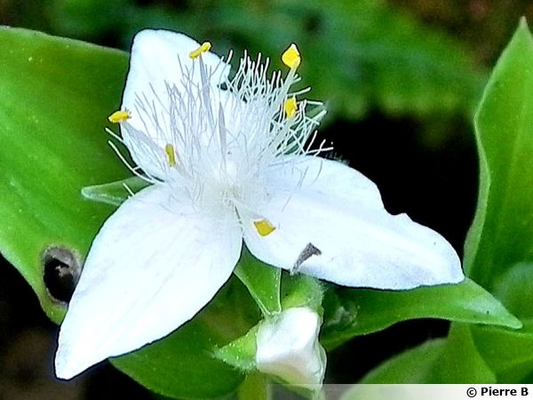 Misère, Éphémère de Rio, Tradescantia fluminensis : planter, cultiver ...