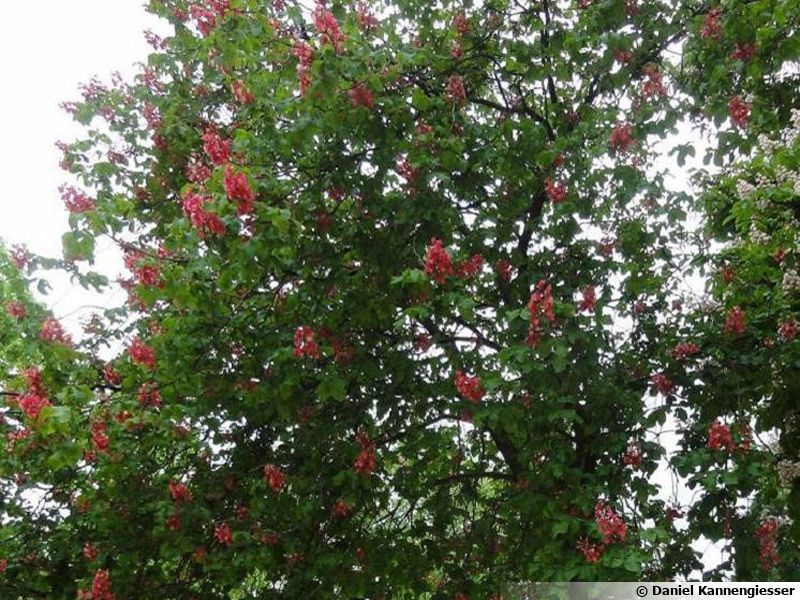 Marronnier rose, marronnier rouge, Aesculus x carnea : planter ...
