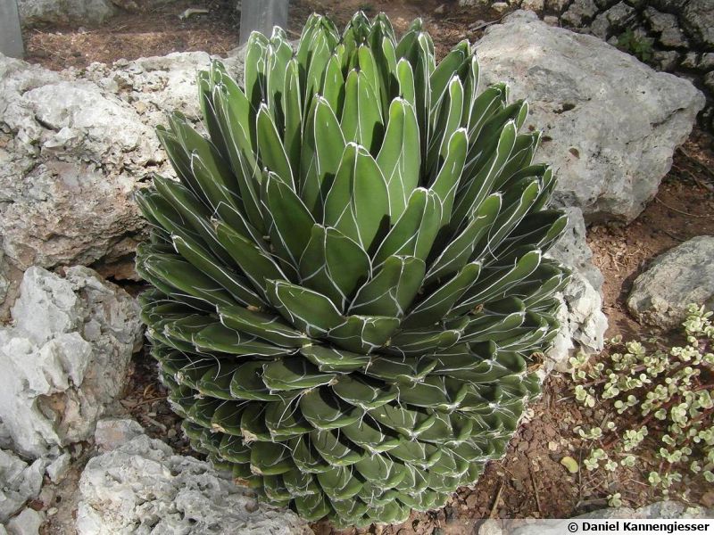 Agave de la Reine Victoria, Agave Victoria Reginae : planter, cultiver ...