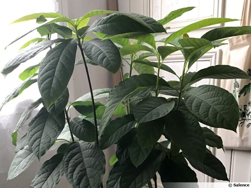 Avocatier (Avocat) : planter, cultiver, récolter