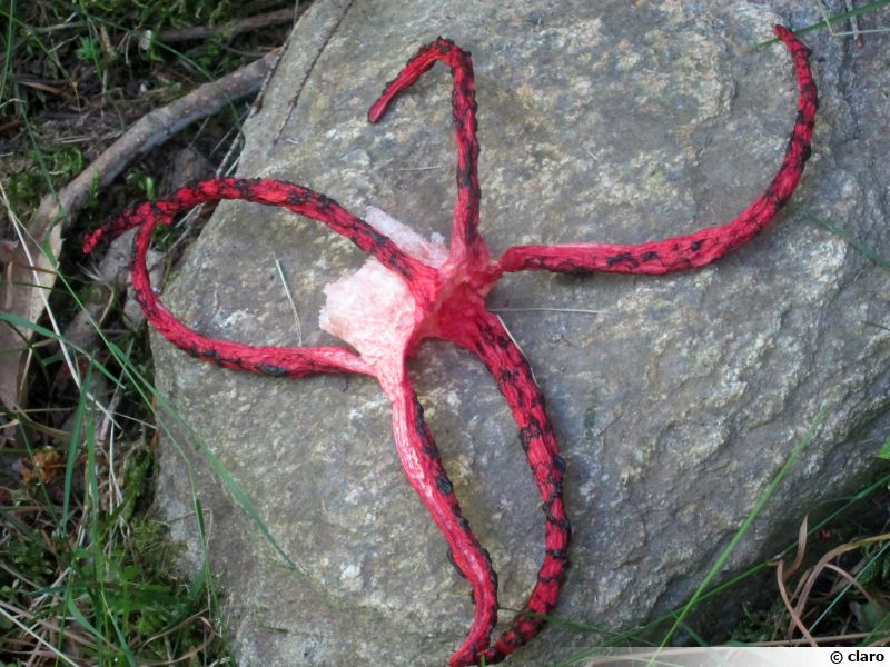 Anthurus d'Archer, Clathre d'Archer, Doigts du diable, Champignon ...