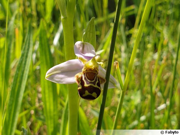 Orchidée abeille, Ophrys abeille, Ophrys apifera : planter, cultiver ...