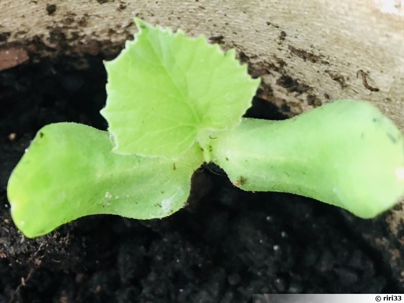 Gigérine, Pastèque à confiture, Citre, Courge Barbarine : planter ...