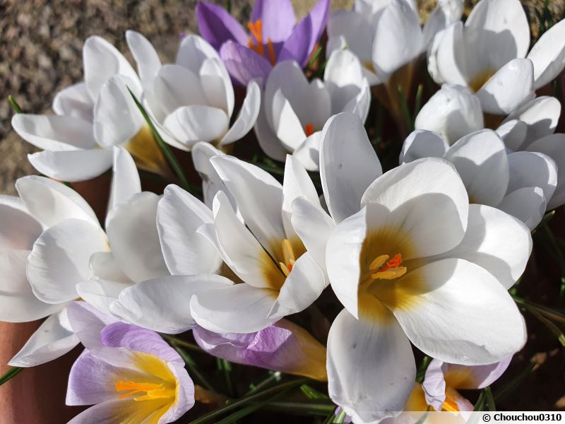 Crocus : planter, cultiver, multiplier