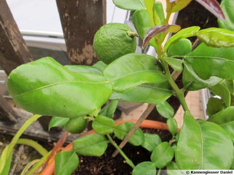 Combava, Limettier hérissé, Papeda de Maurice : planter, cultiver, récolter