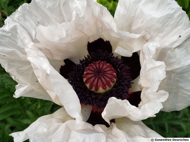 Pavot, Papaver : planter, cultiver, multiplier