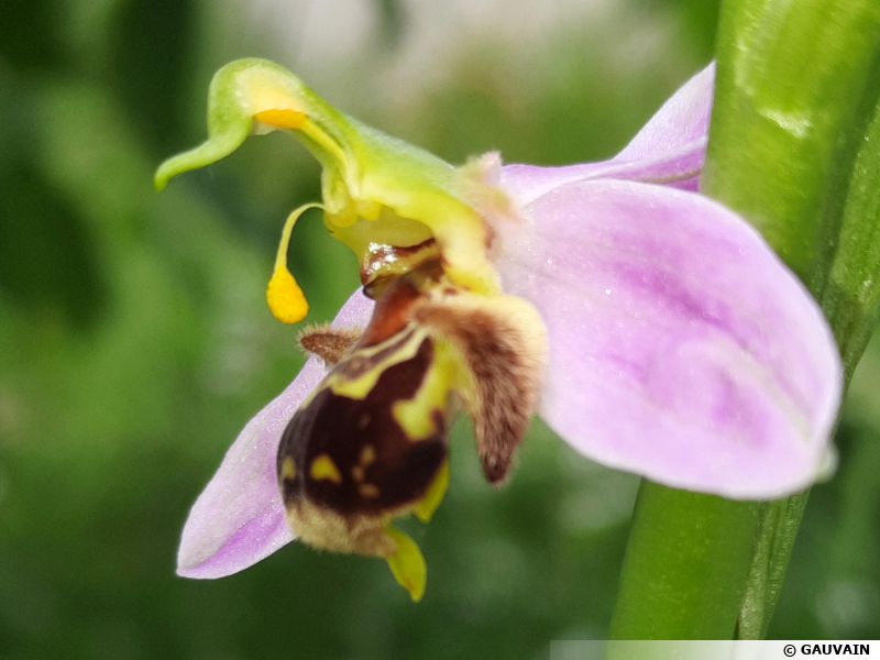 Orchidée abeille, Ophrys abeille, Ophrys apifera : planter, cultiver ...
