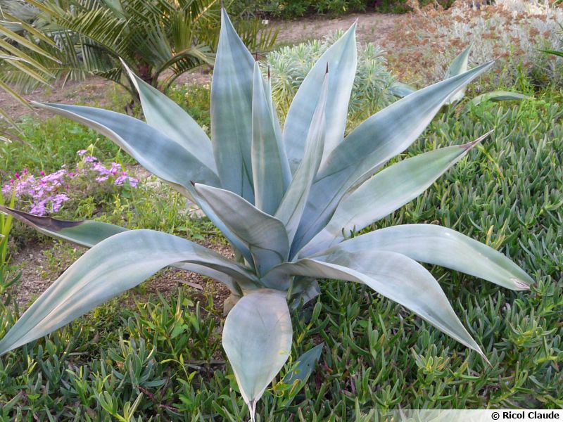Agave vernae : planter, cultiver, multiplier