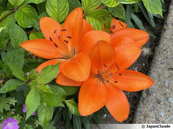 Lis orangé, Lilium bulbiferum : planter, cultiver, multiplier