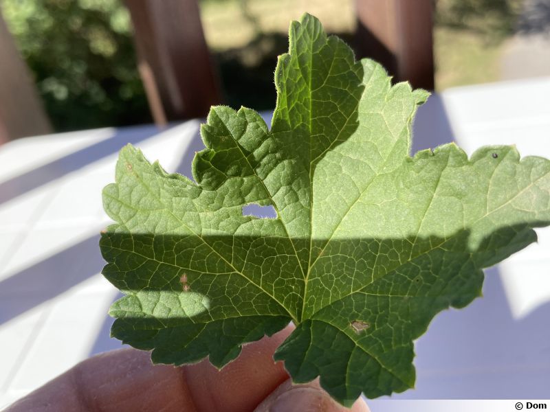 Groseillier à fleurs, Ribes sanguineum : planter, cultiver, multiplier