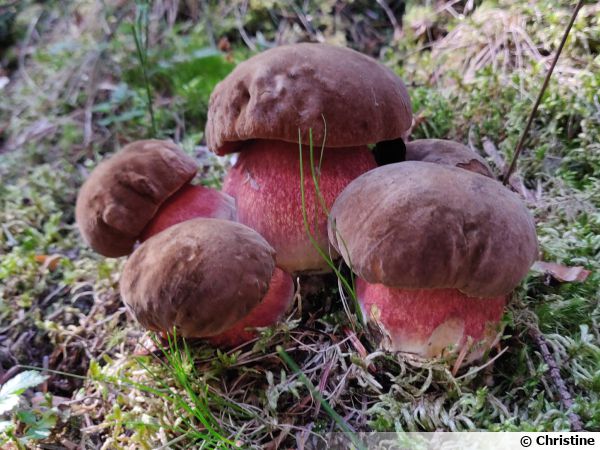 Bolet à pied rouge, Neoboletus erythropus