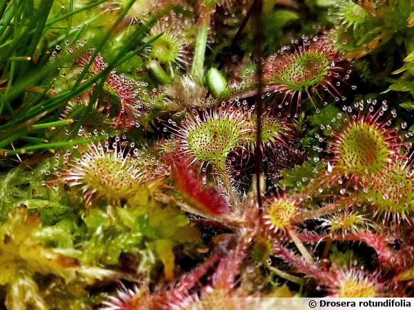 Rossolis à feuilles rondes, Drosera rotundifolia : planter, cultiver ...