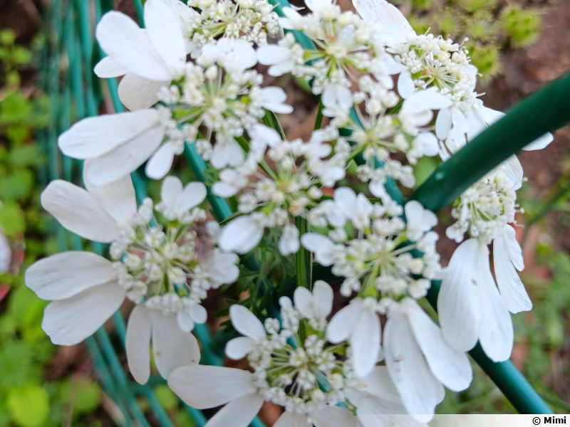 Orlaya à grandes fleurs, Orlaya grandiflora : planter, cultiver, multiplier