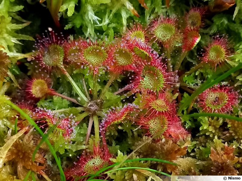 Rossolis à feuilles rondes, Drosera rotundifolia : planter, cultiver ...