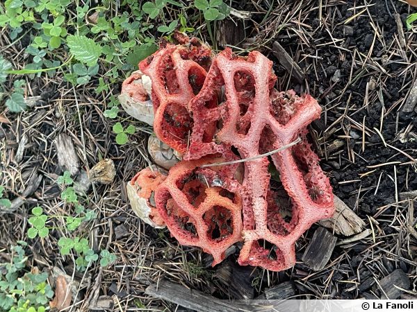 Clathre rouge, Coeur de sorcière, Lanterne du diable, Clathrus ruber