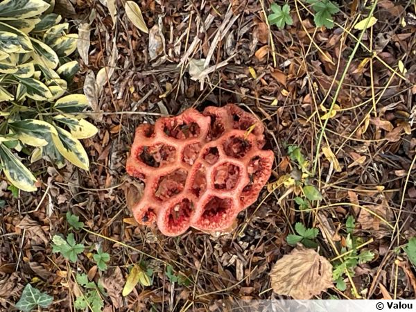 Clathre rouge, Coeur de sorcière, Lanterne du diable, Clathrus ruber