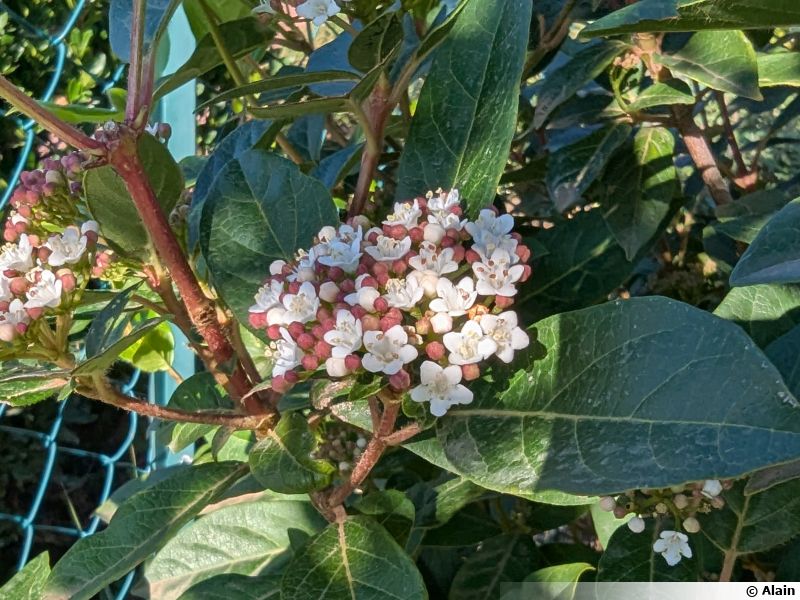 Laurier-tin (Viburnum tinus) : l'arbuste idéal pour une haie fleurie en ...