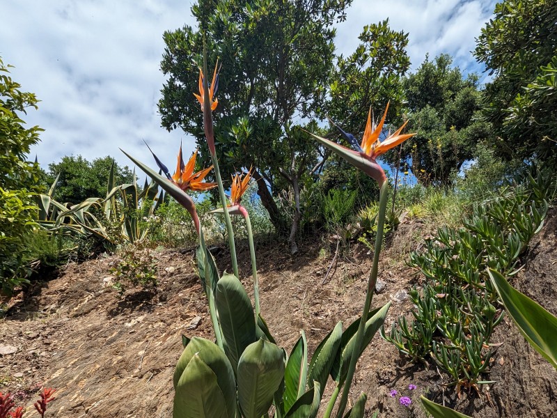 Oiseau de paradis, Strélitzie, Strelitzia reginae : planter, cultiver, multiplier