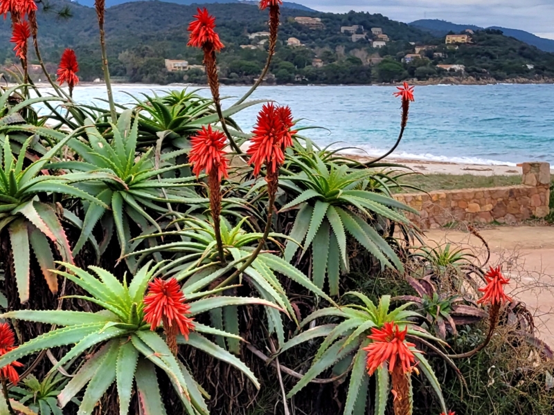 Aloès arborescent, Aloès candelabre, Corne de bélier, Aloe arborescens ...