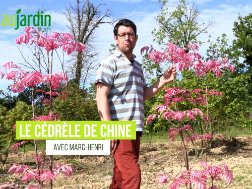 Cédrèle de Chine, un arbre très ornemental et original