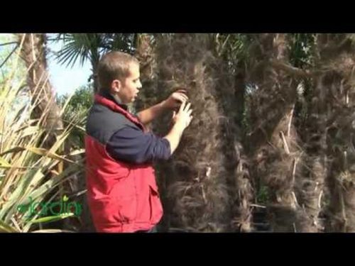 La plantation des palmiers