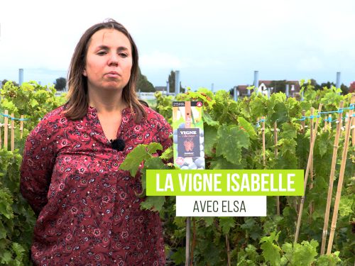 La vigne Isabelle, un raisin framboise au goût très fruité