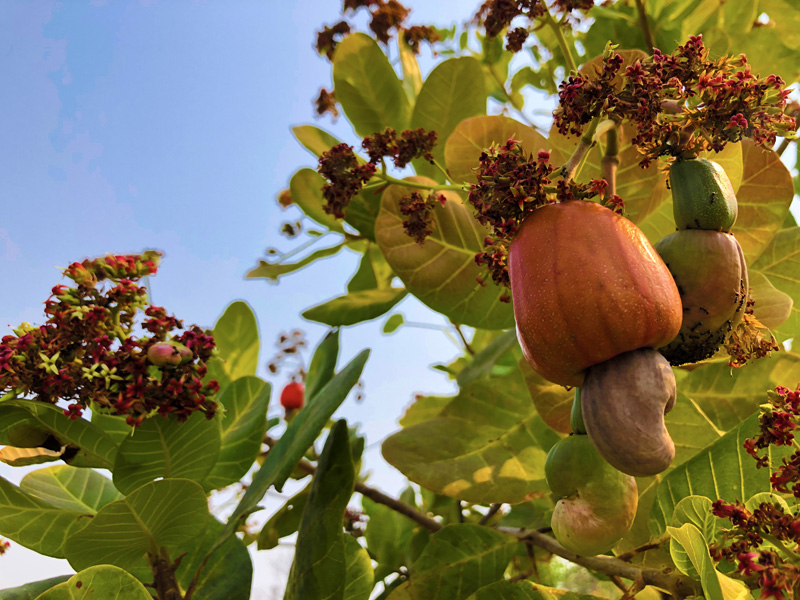 Noix de cajou, Anacardier : planter, cultiver, récolter