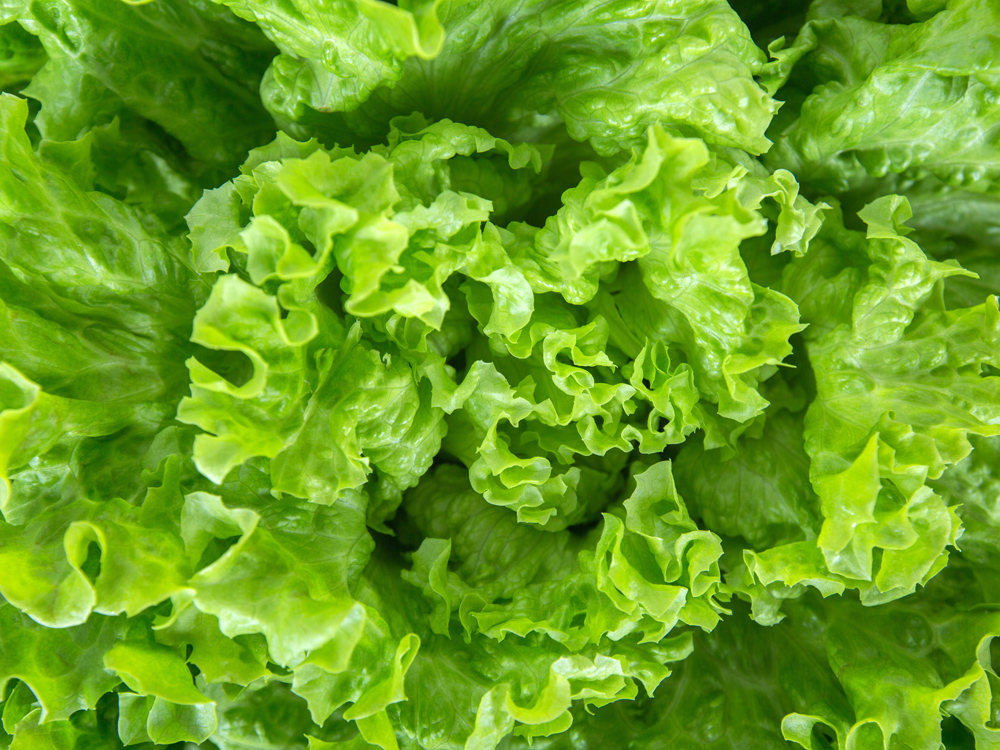 La laitue, la salade la plus appréciée