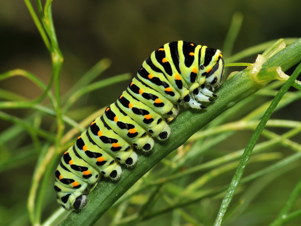 Quelles plantes pour accueillir les chenilles des papillons