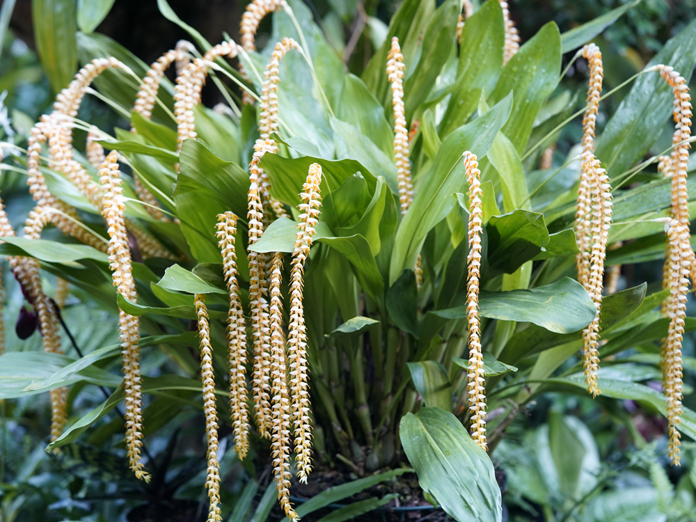 Orchidée-collier, Orchidée-chaîne, Dendrochilum : planter, cultiver ...