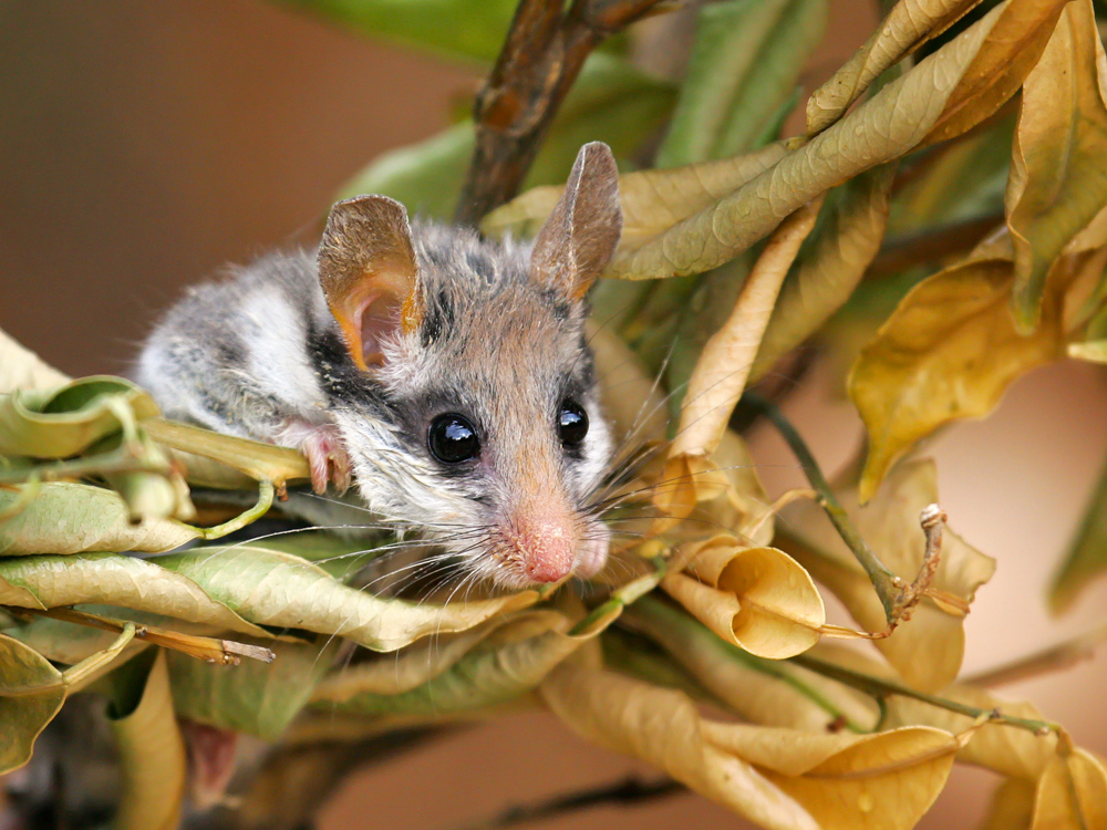 Les rongeurs du jardin