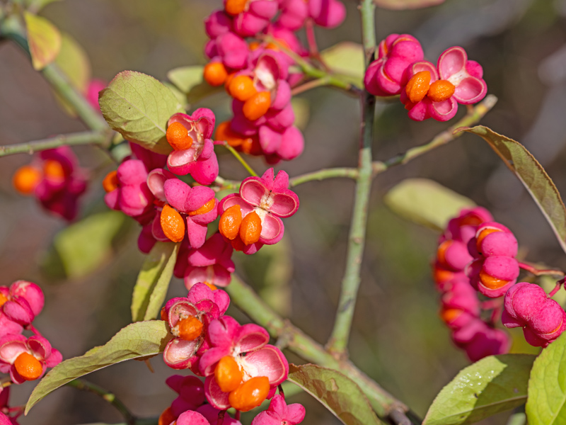 Fusain d'Europe, Euonymus europaeus : planter, cultiver, multiplier