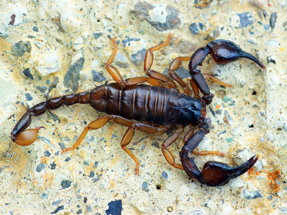 Des scorpions en France