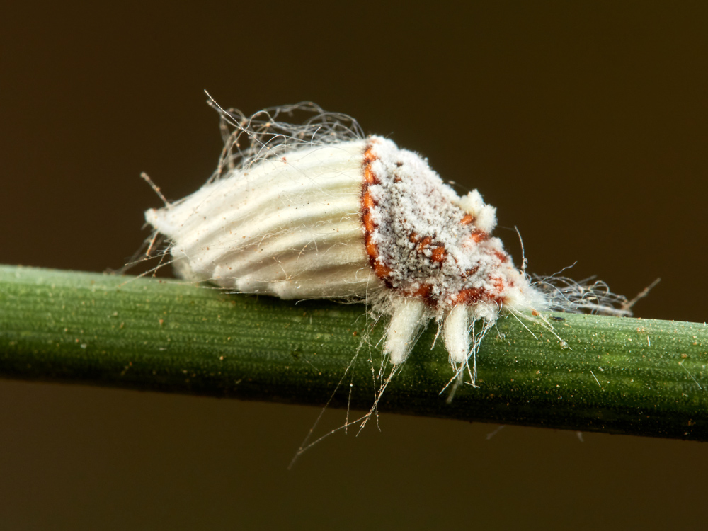 La cochenille australienne, un insecte spécialisé dans les agrumes
