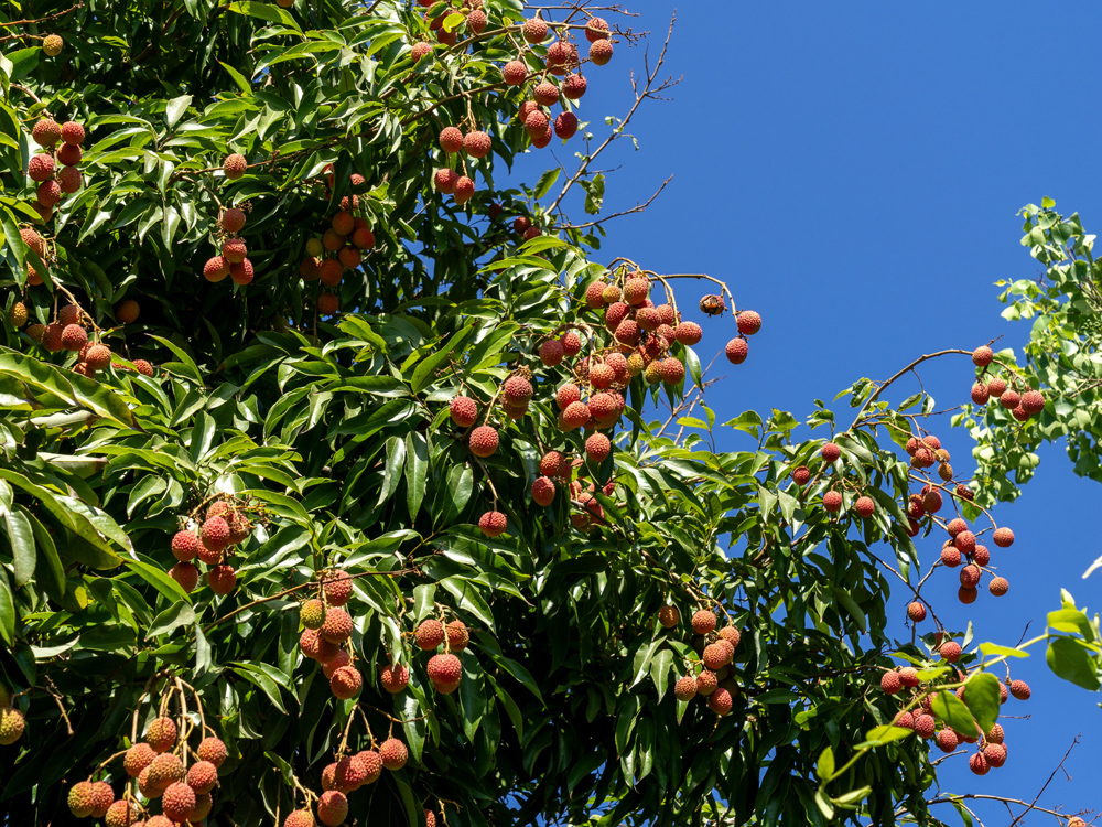 Arbre Fruitier De Litchi Le Litchi Ou Litchi Est Un Membre Unique De